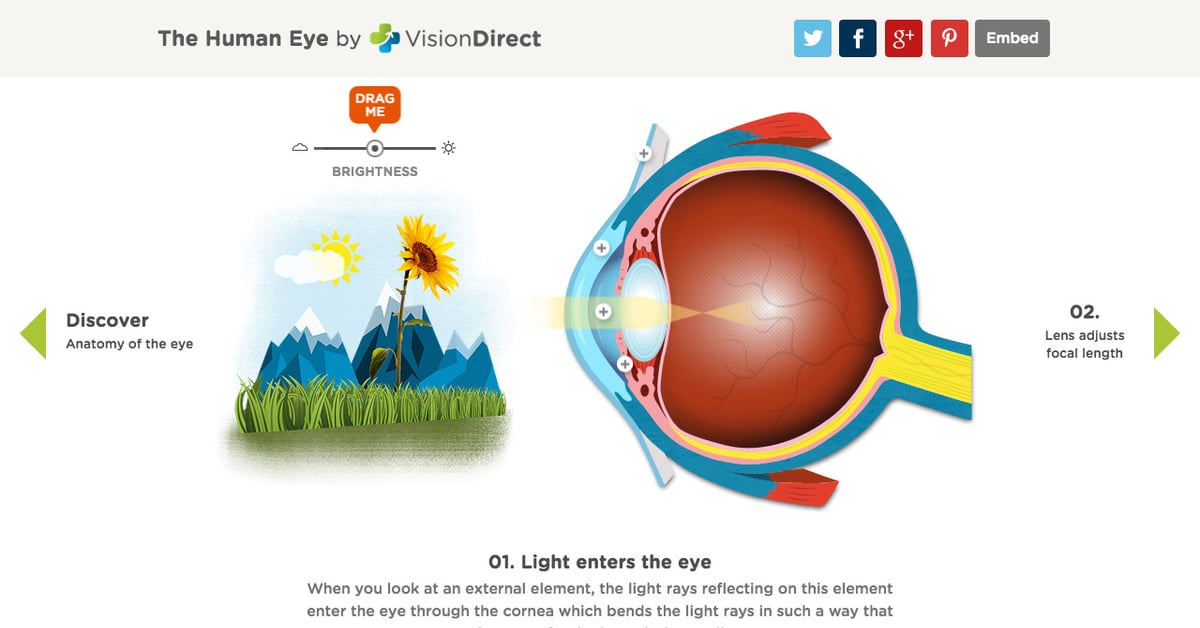 An Interactive Guide To The Human Eye — One Page Website Award